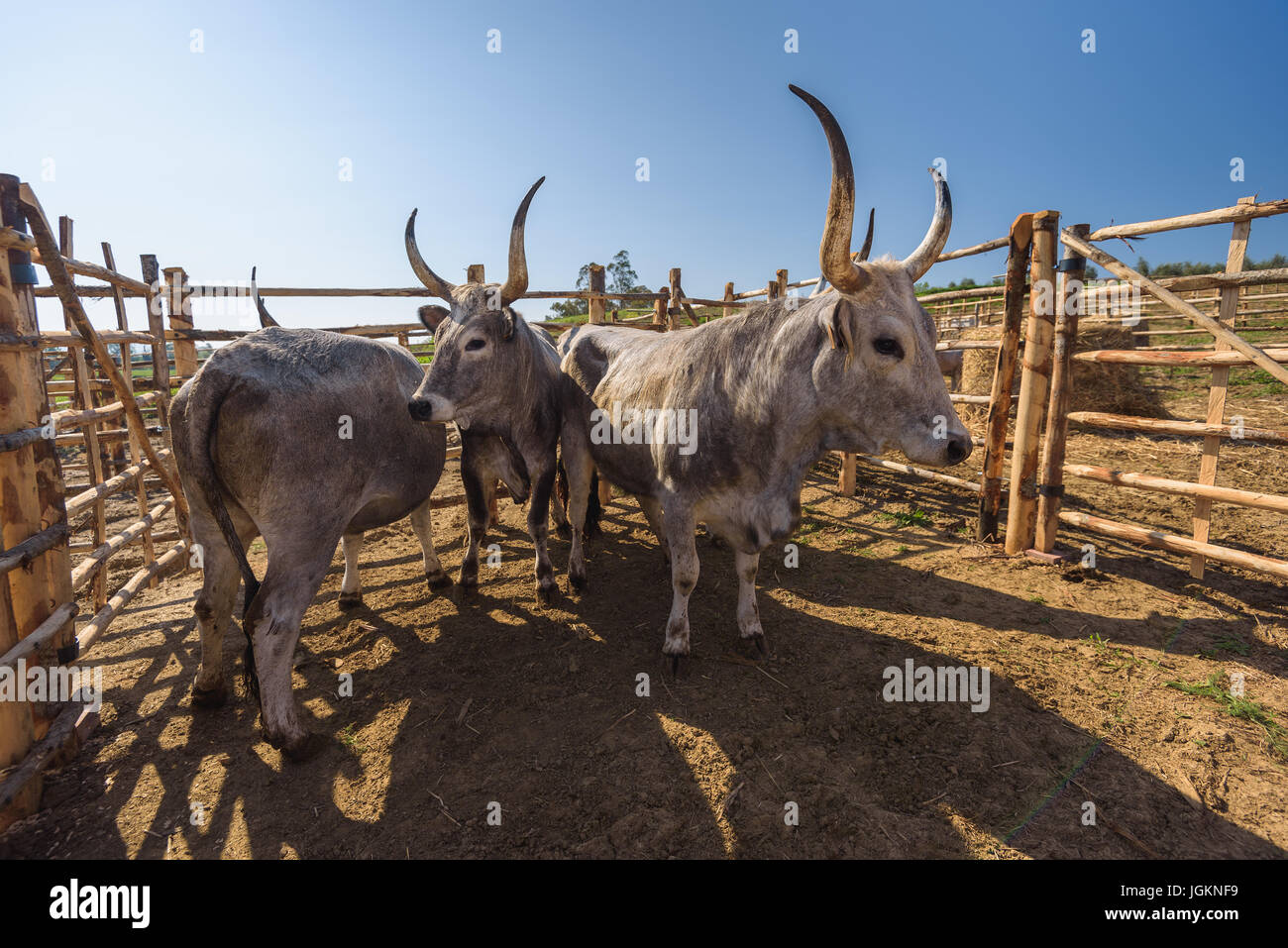 Chianina animal nature hi-res stock photography and images - Alamy