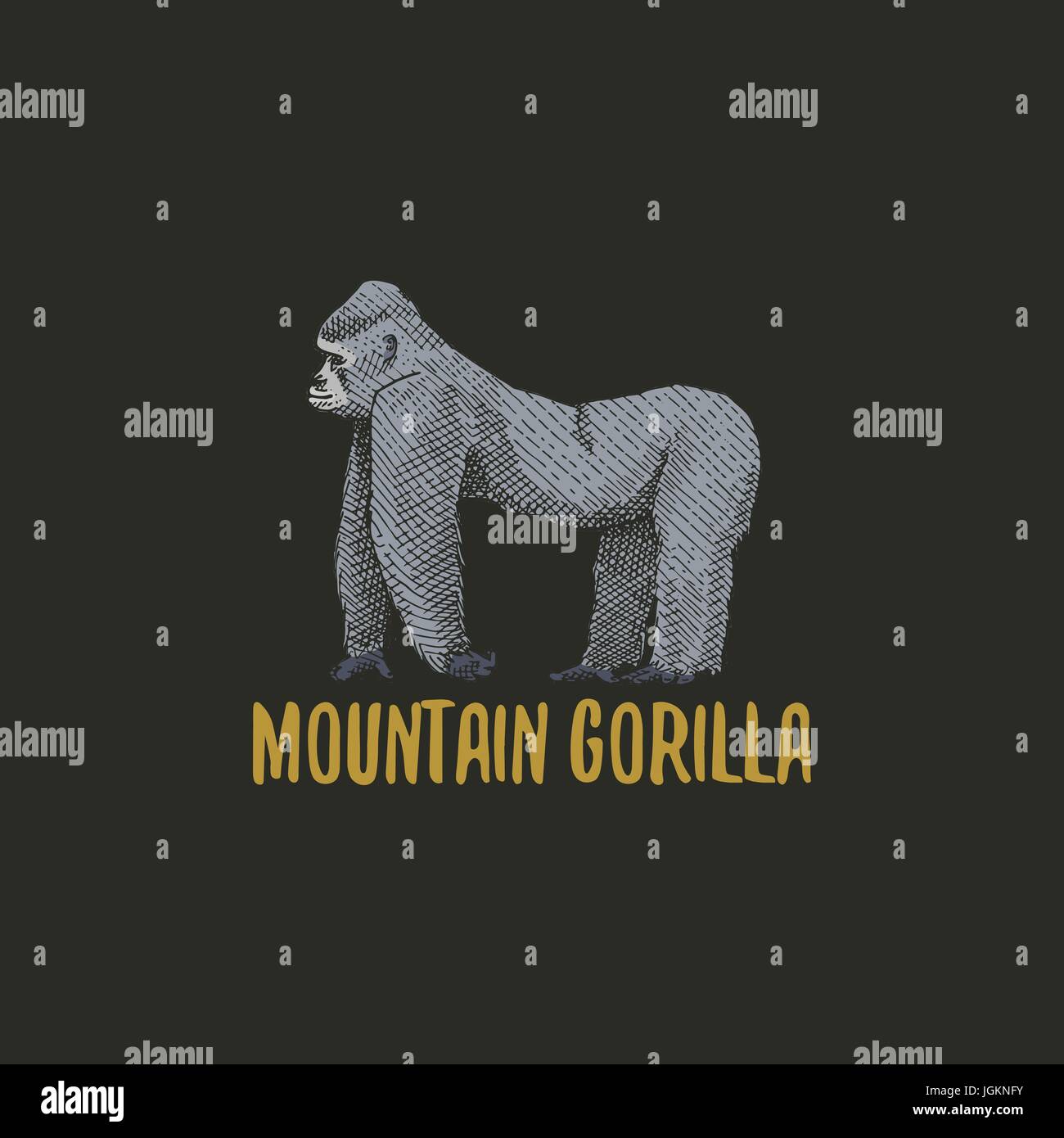 mountain gorilla engraved hand drawn in old sketch style, vintage ...