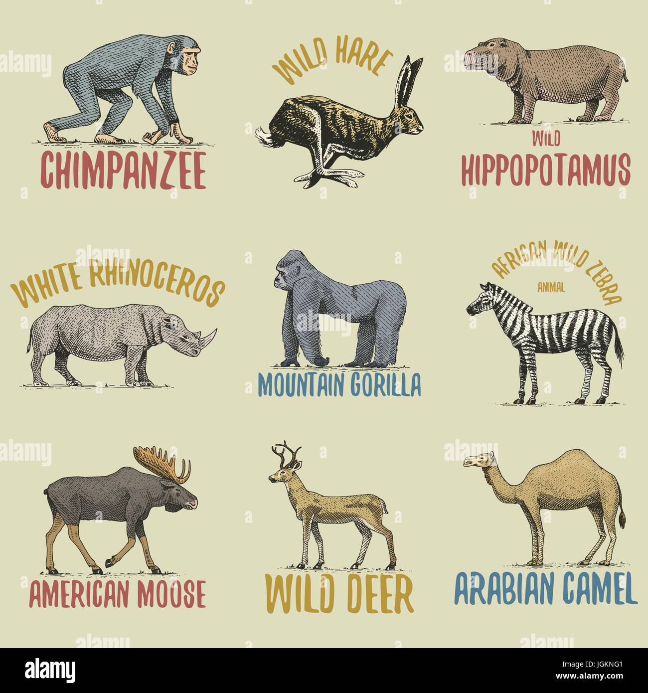 Eurasian wild horse Stock Vector Images - Alamy