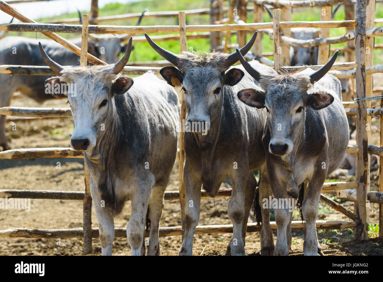 Chianina animal nature hi-res stock photography and images - Alamy