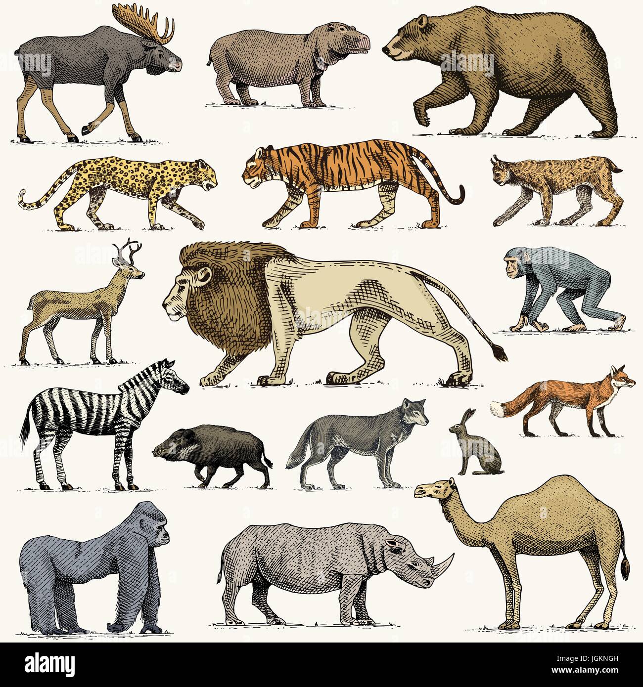 Eurasian wild horse Stock Vector Images - Alamy