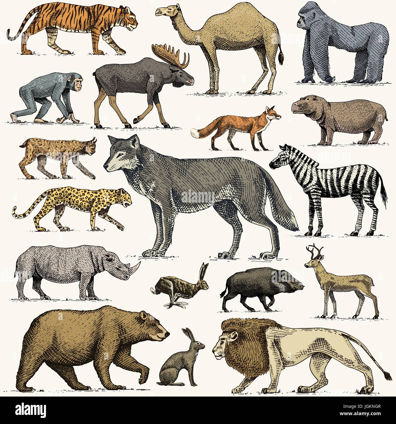 Eurasian wild horse Stock Vector Images - Alamy