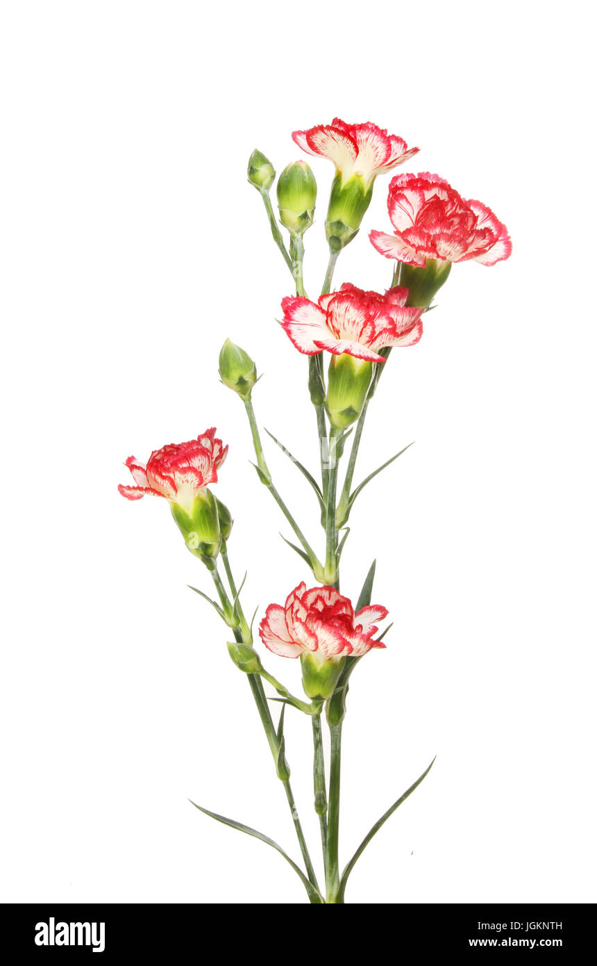 Red fringed spray carnation flowers and flower buds isolated against ...