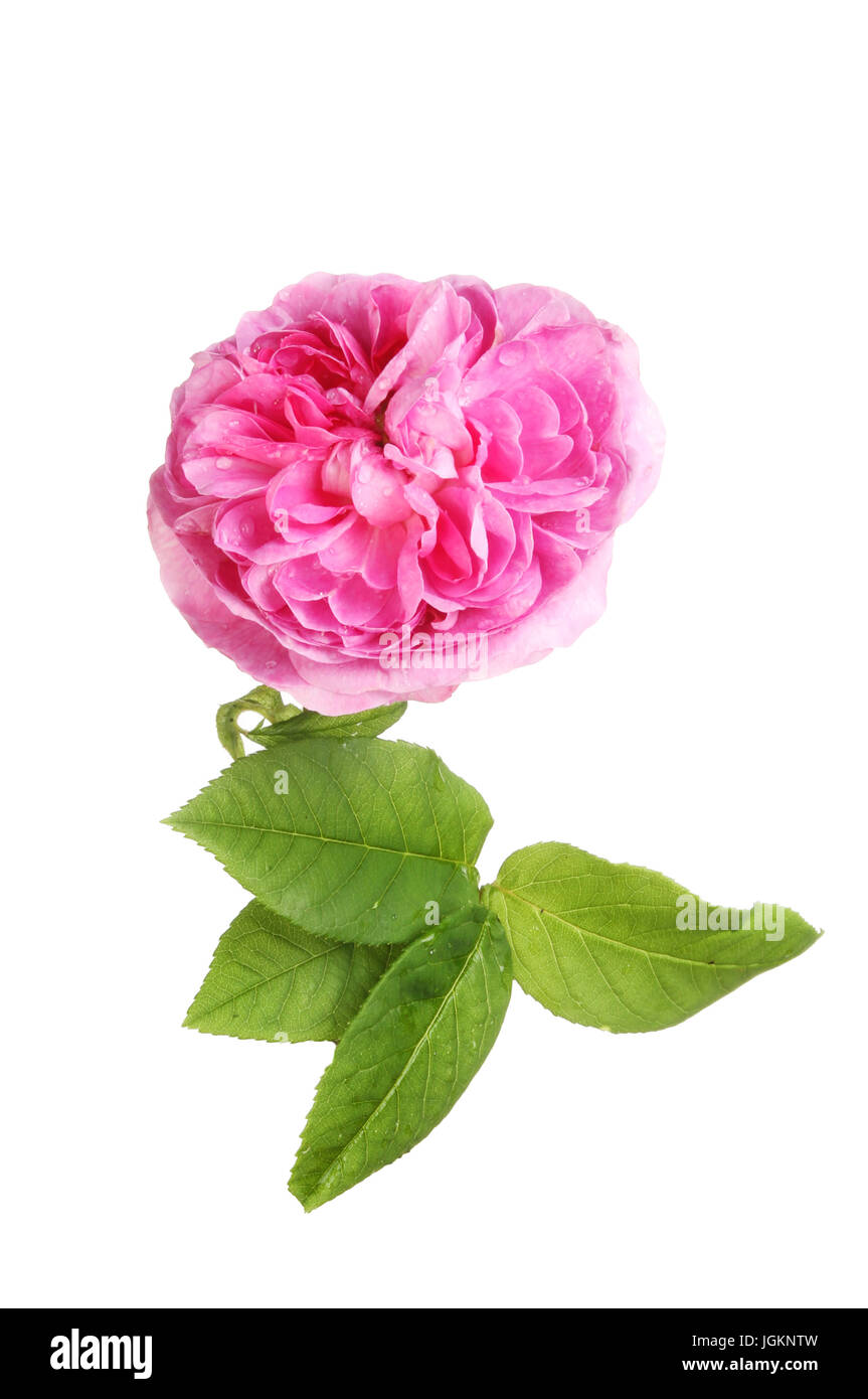 Magenta rose flower and leaves isolated against white Stock Photo - Alamy