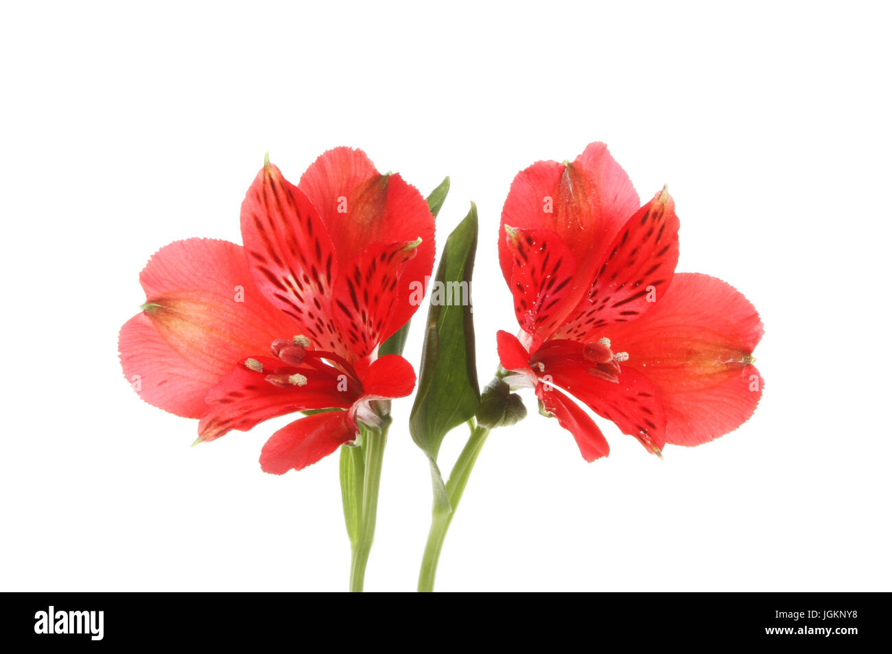 Two red alstroemeria flowers isolated against white Stock Photo - Alamy