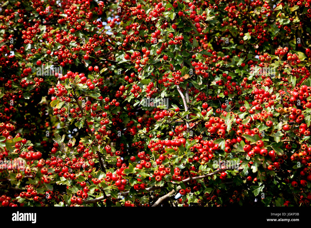 RS 2169. Backgrounds; Colours; Colors; Display; Haws or Hawthorne ...