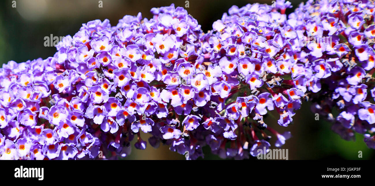 RS 2155. Backgrounds; Colours; Colors; Display; Buddleia ...