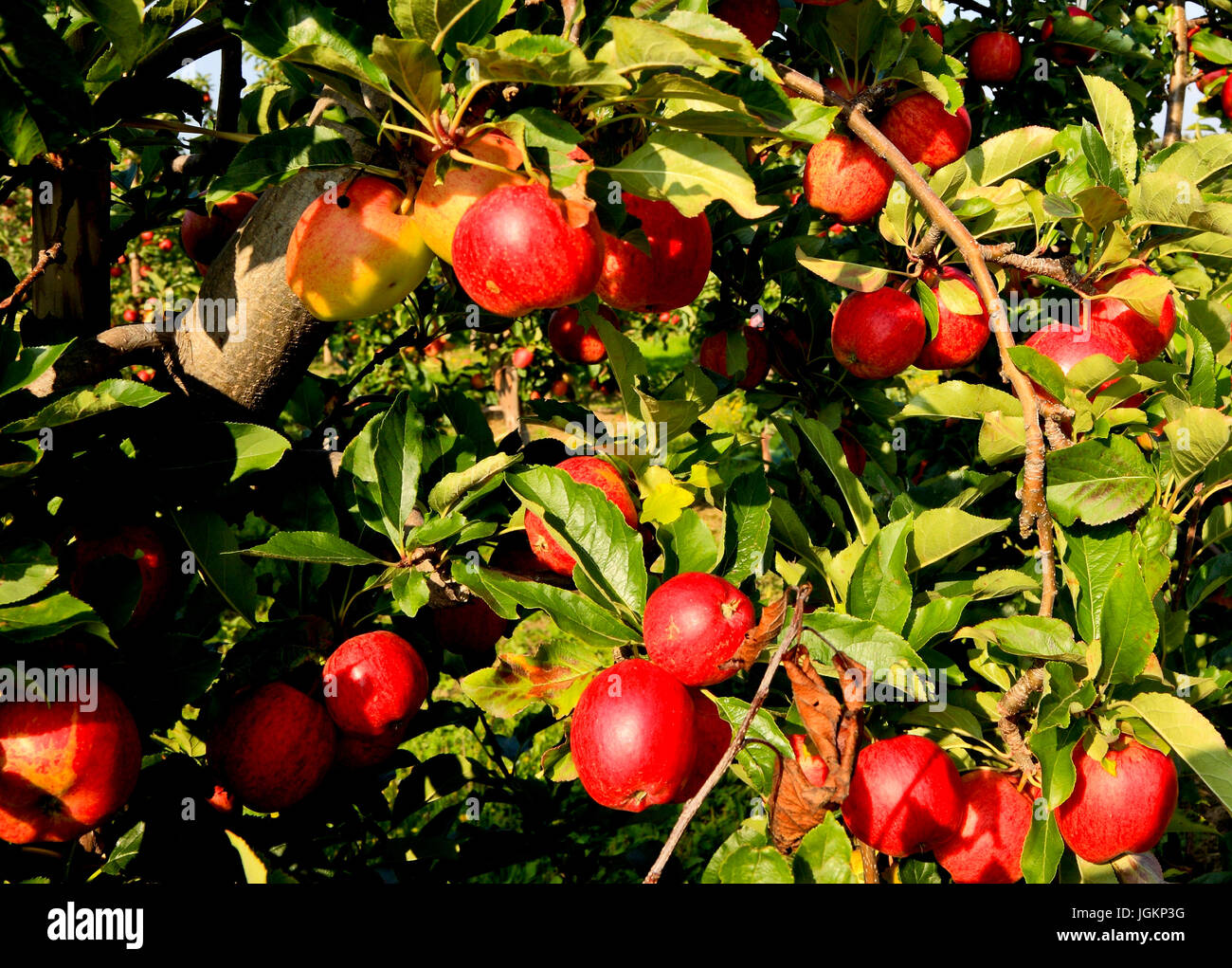 RS 2148. Backgrounds; Colours; Colors; Display; Apple Orchard, Broadoak ...