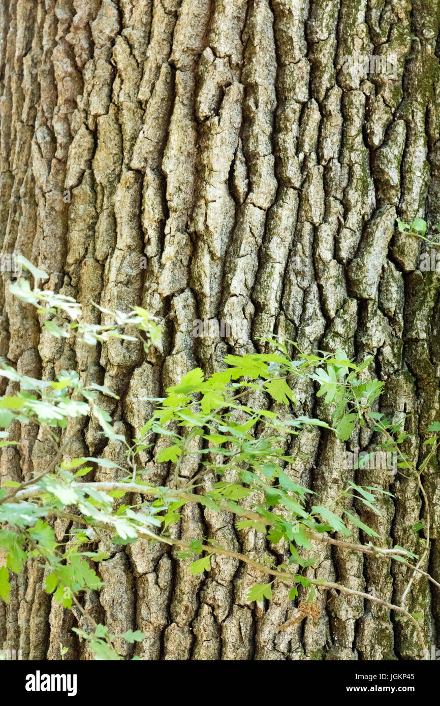 Leaves with backround of tree bark texture Stock Photo - Alamy