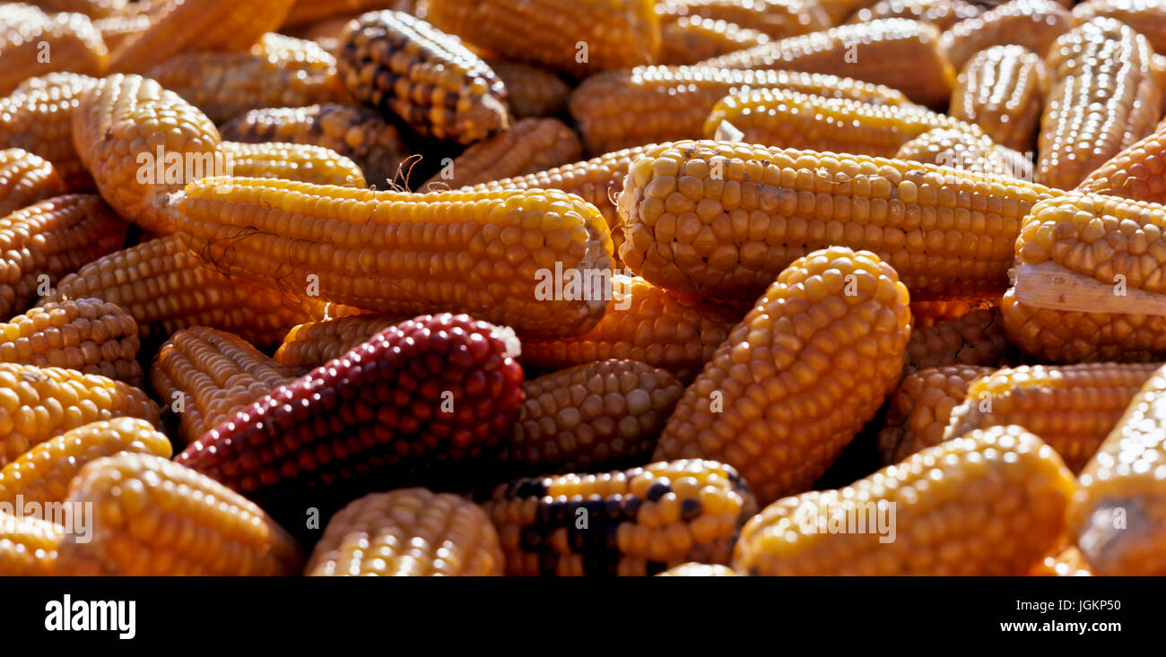 RS 1855. Backgrounds; Colours; Colors; Display; Maize, Morocco Stock ...