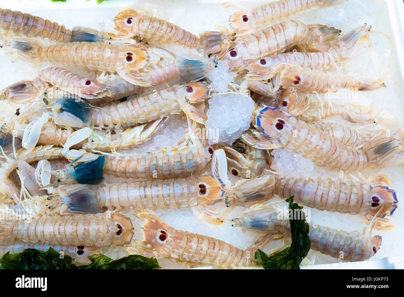Mediterranean mantis shrimp hi-res stock photography and images - Alamy