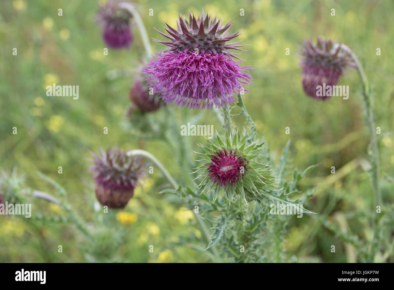 The drooping flower head of the attractive purple thistle, Carduus ...