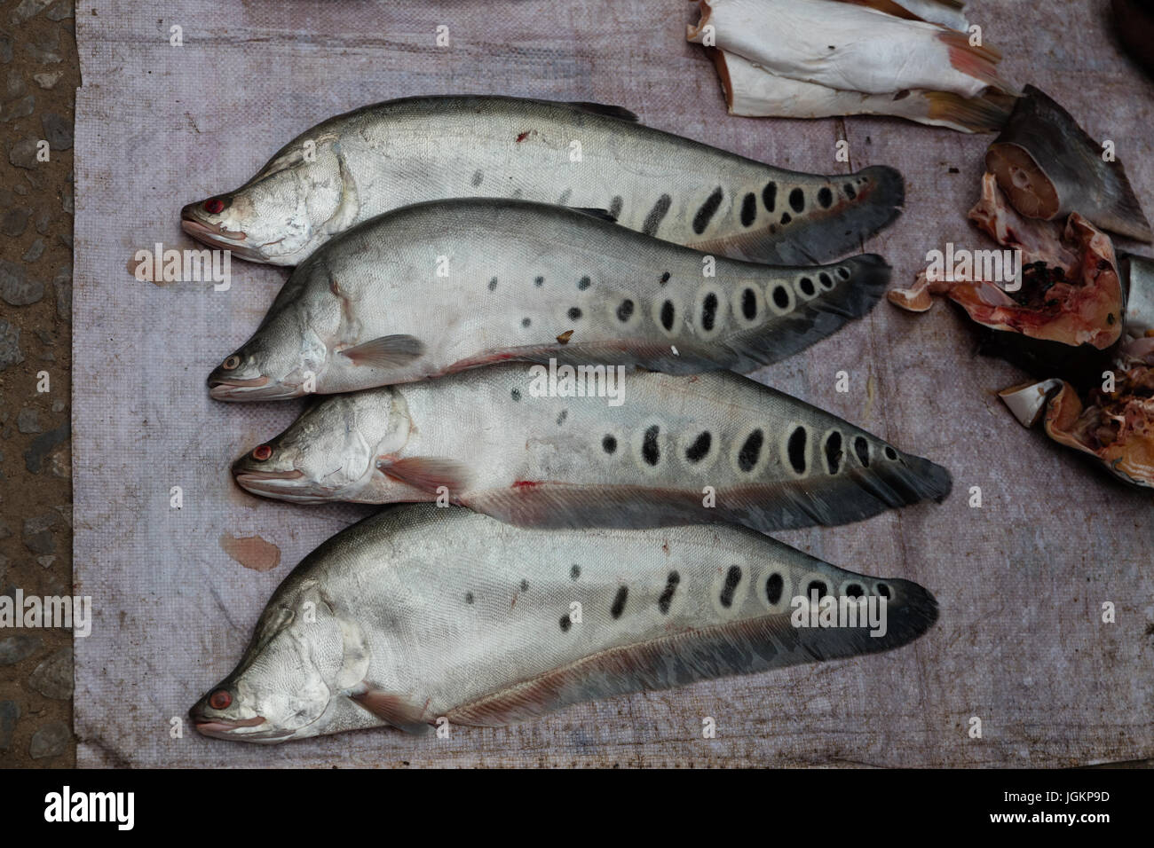 Fish exposed in open market Stock Photo - Alamy