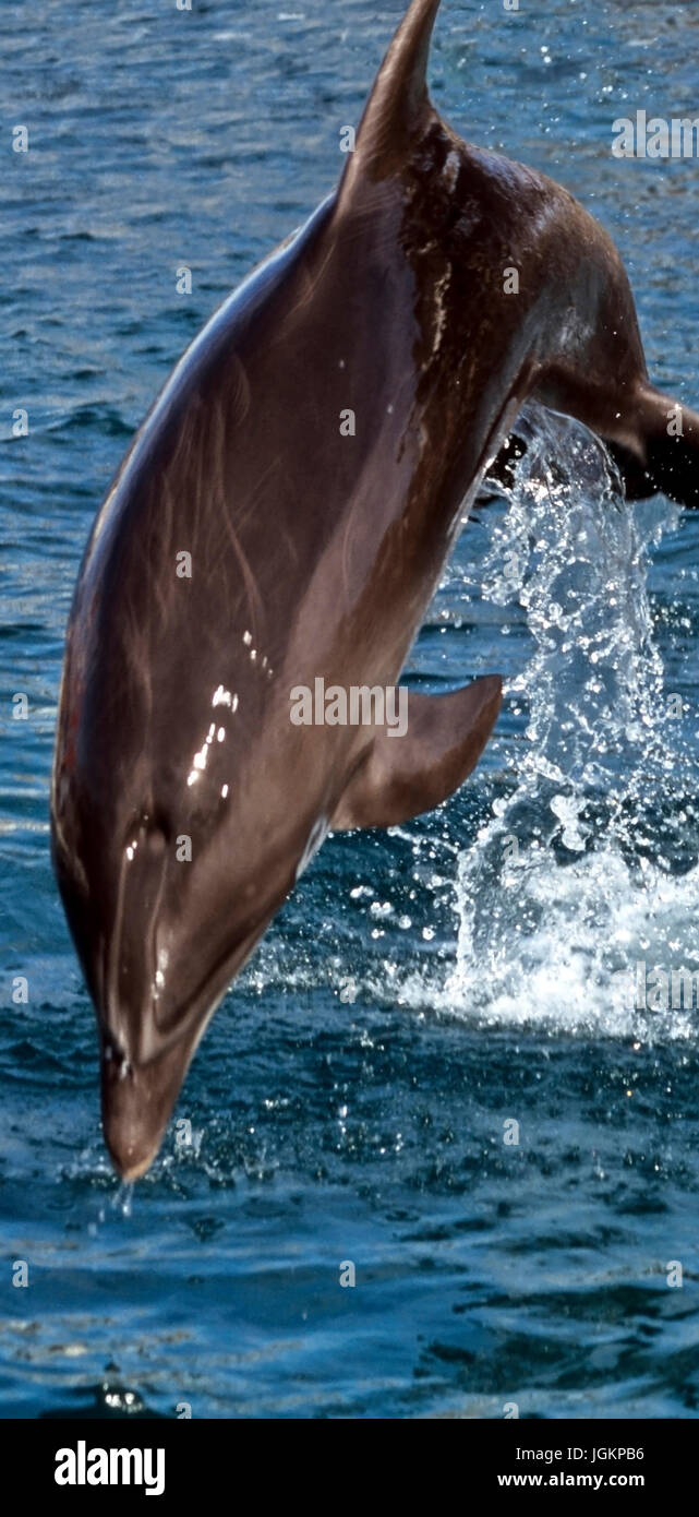 RS 1354. Backgrounds; Colours; Colors; Display; Bottle nosed Dolphin ...