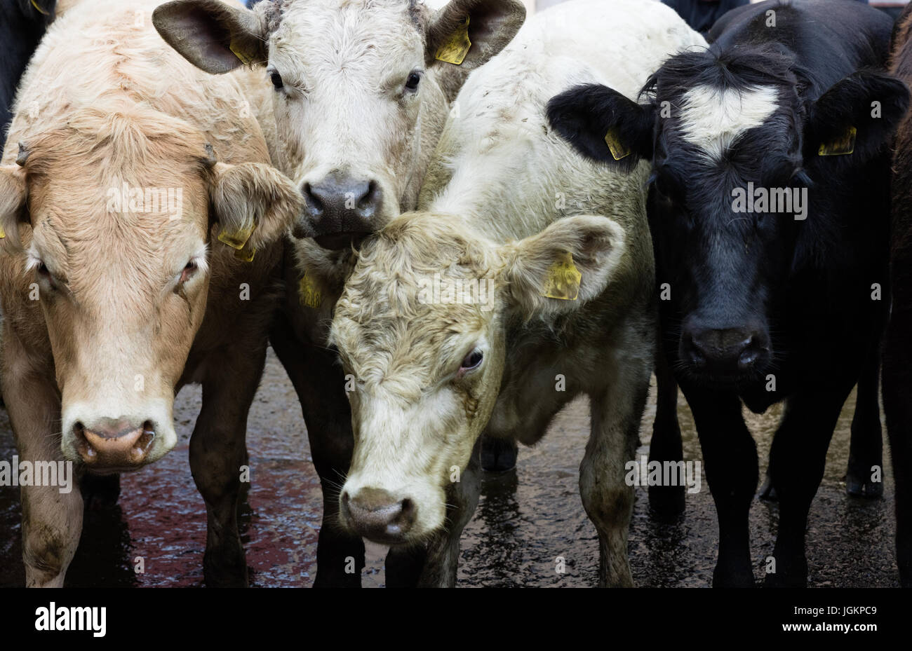 Farm cow close up in Village in Ireland Stock Photo - Alamy