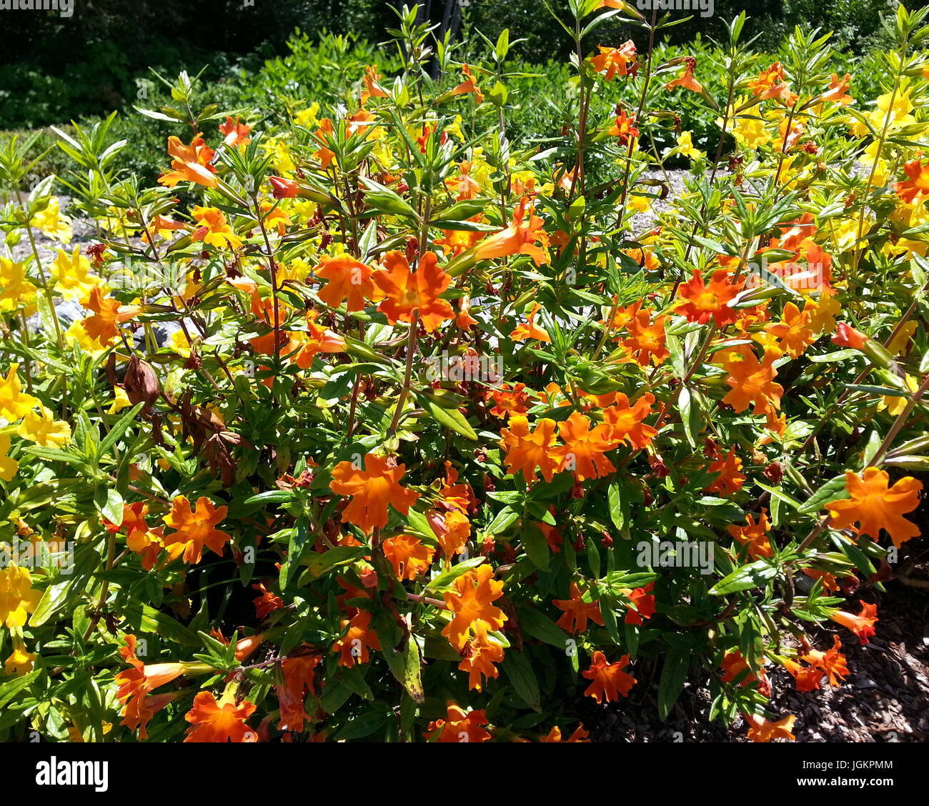 Orange and gold flowers hi-res stock photography and images - Alamy