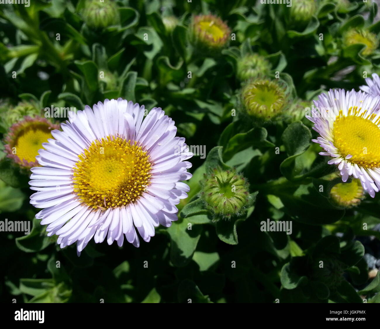 Sea Daisies Information