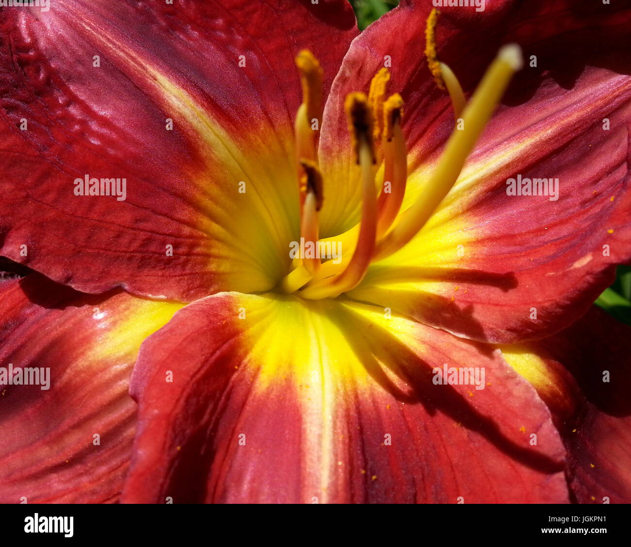 Red Lily with Yellow Stamen Stock Photo - Alamy