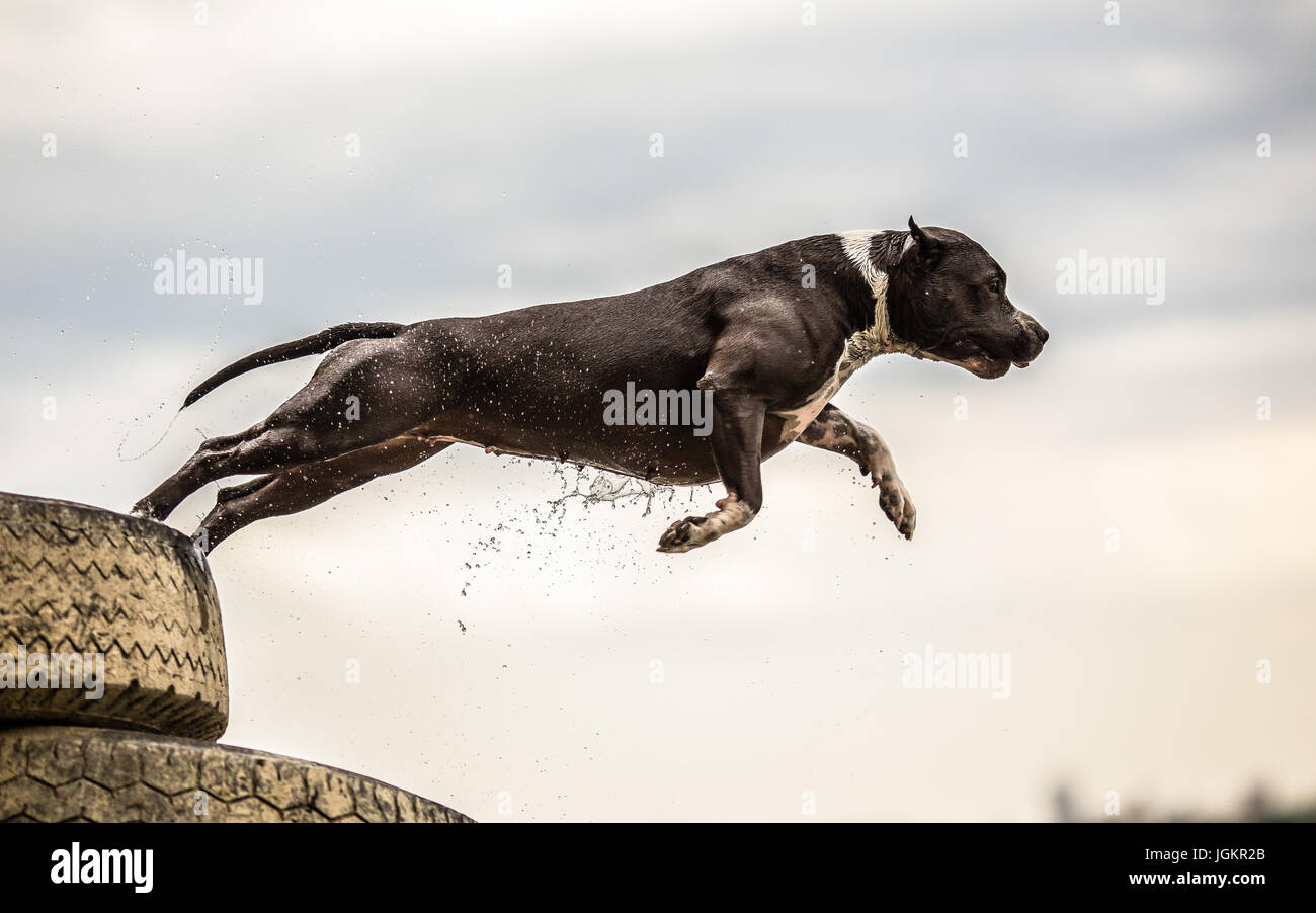 American pit bull terrier jump hi-res stock photography and images - Alamy