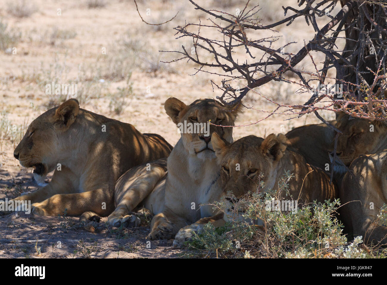 Lion under the trees hi-res stock photography and images - Alamy