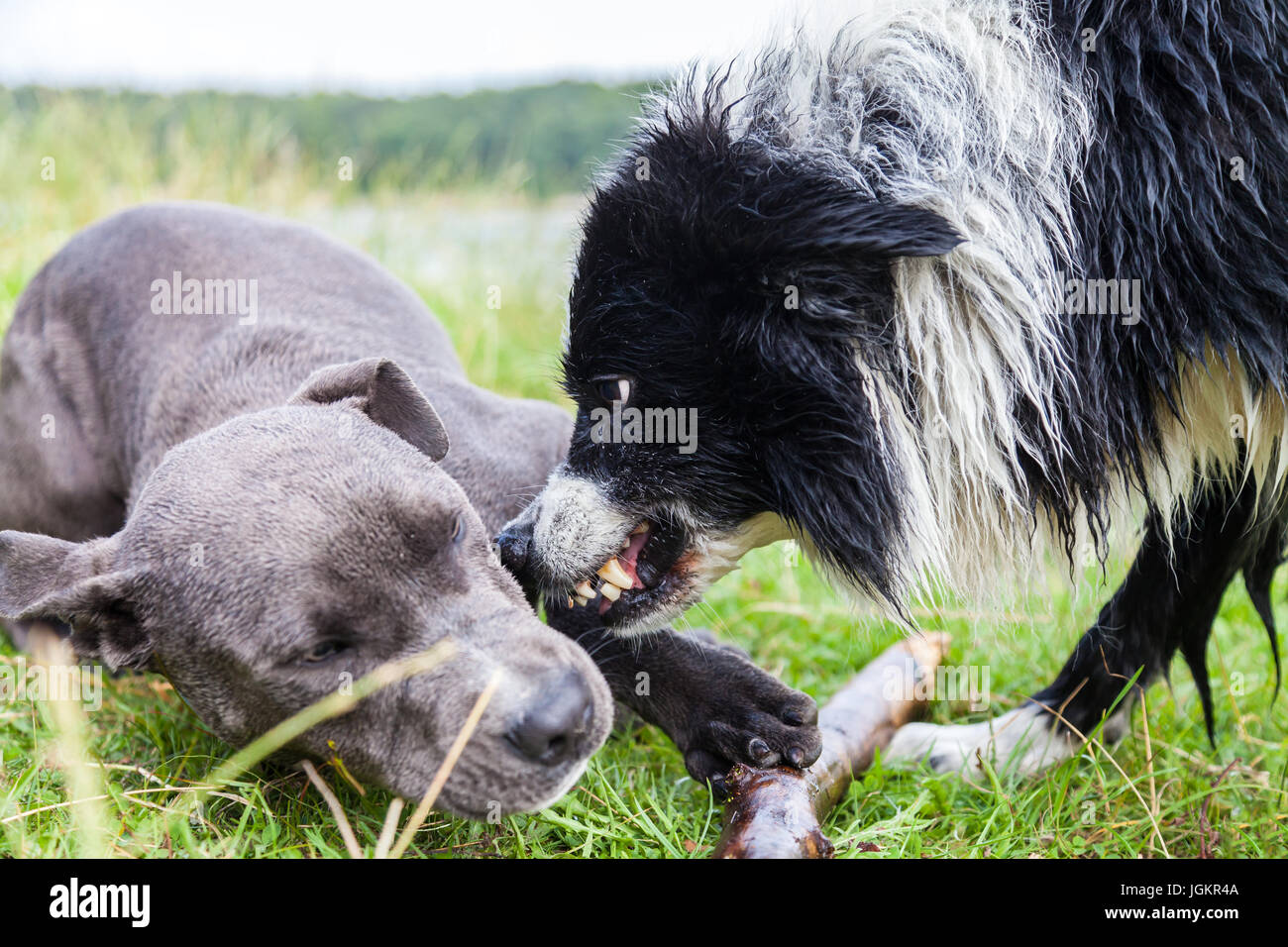 Border Collie shows his teeth to a young Pitbull Stock Photo - Alamy