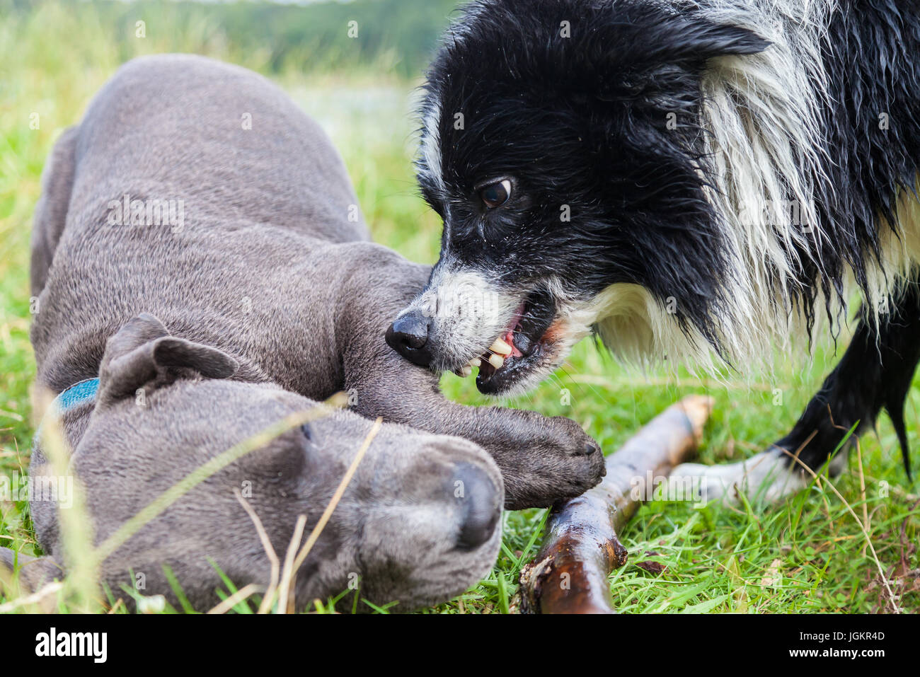 Border Collie shows his teeth to a young Pitbull Stock Photo - Alamy