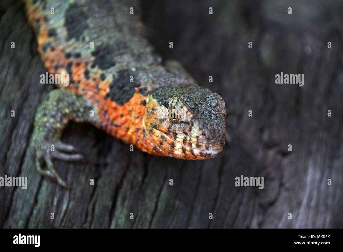 Close up portrait of Chinese crocodile lizard on tree (Shinisaurus ...