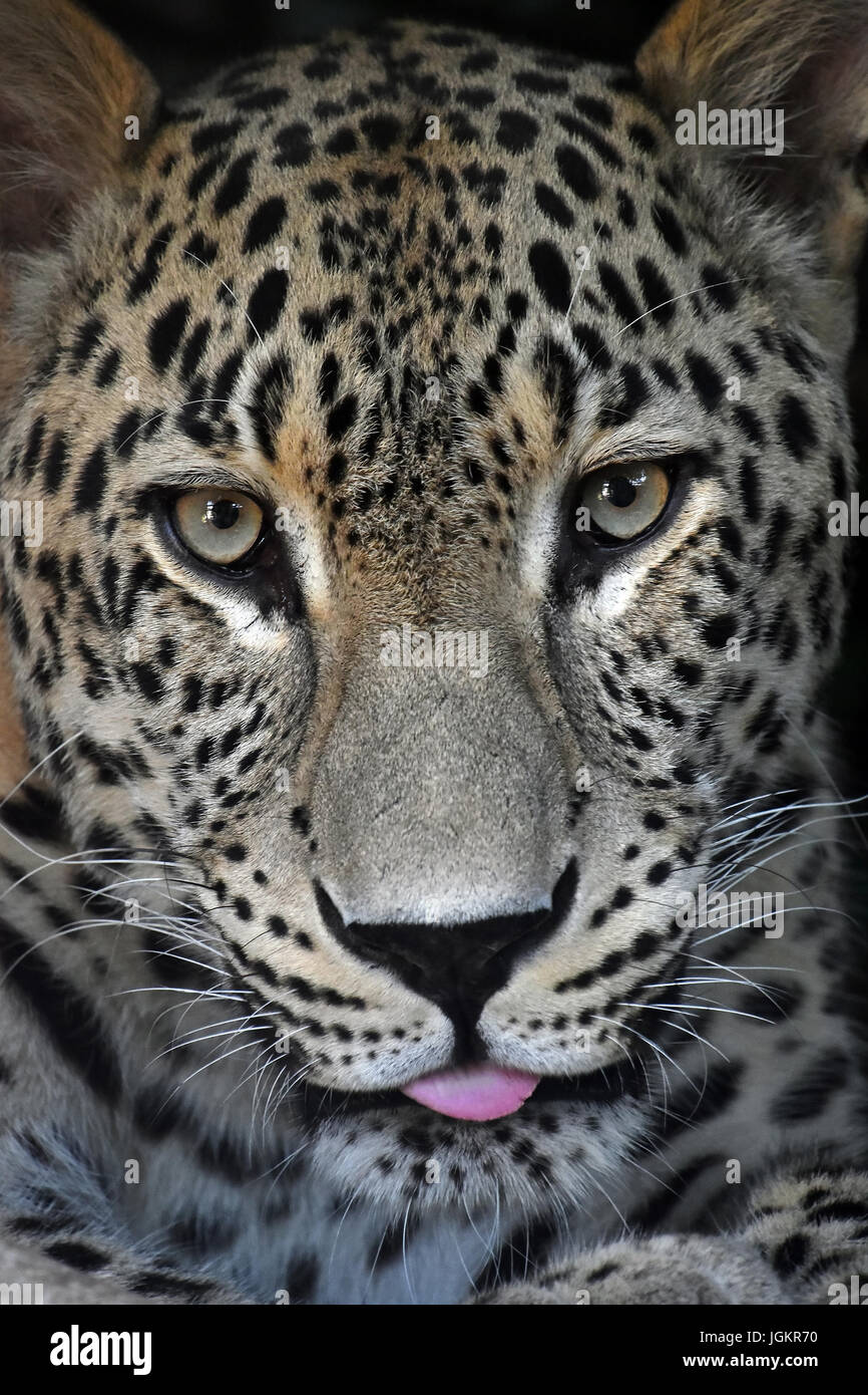 Amur leopard head High Resolution Stock Photography and Images - Alamy