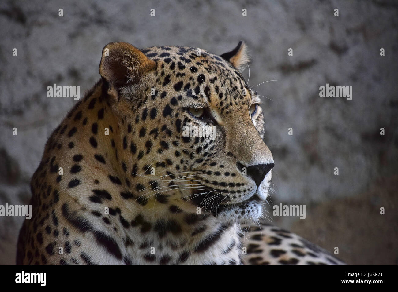 Panthera pardus orientalis big cat hi-res stock photography and images ...