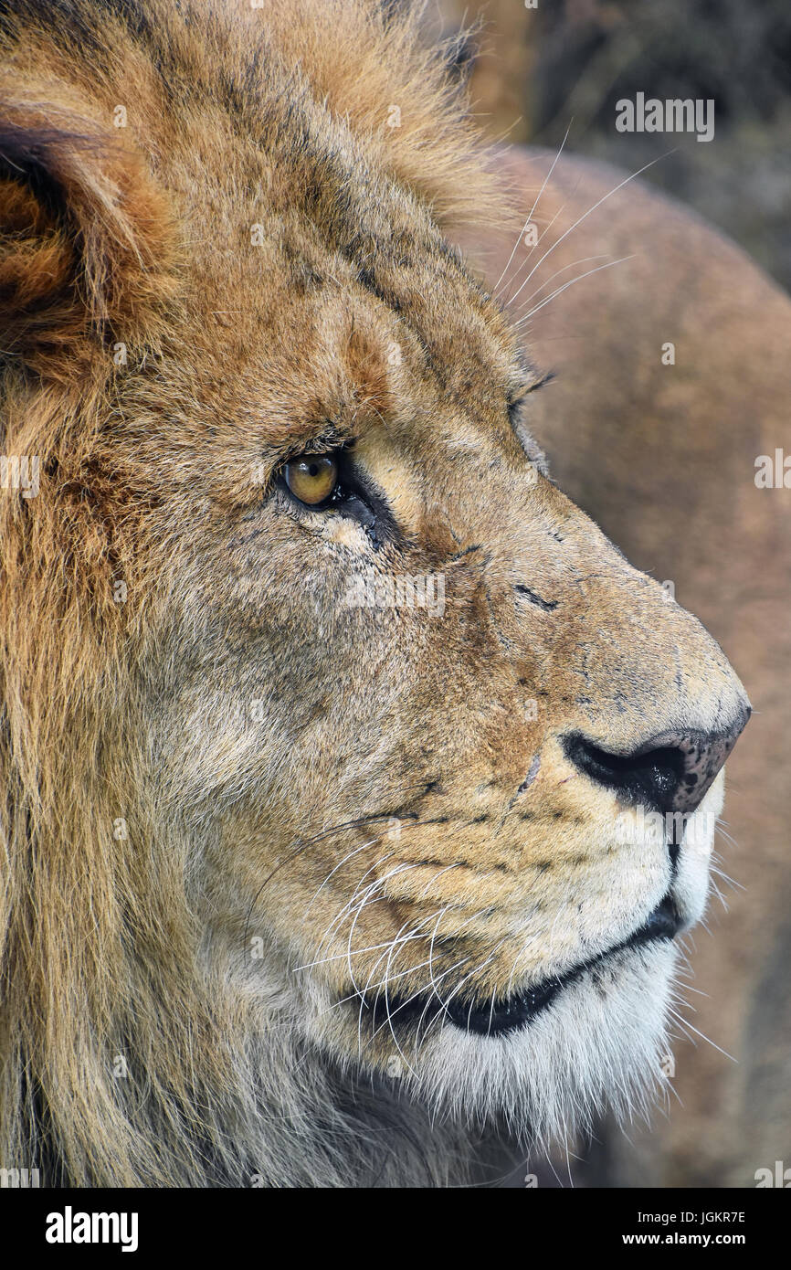 Lion head side profile hi-res stock photography and images - Alamy