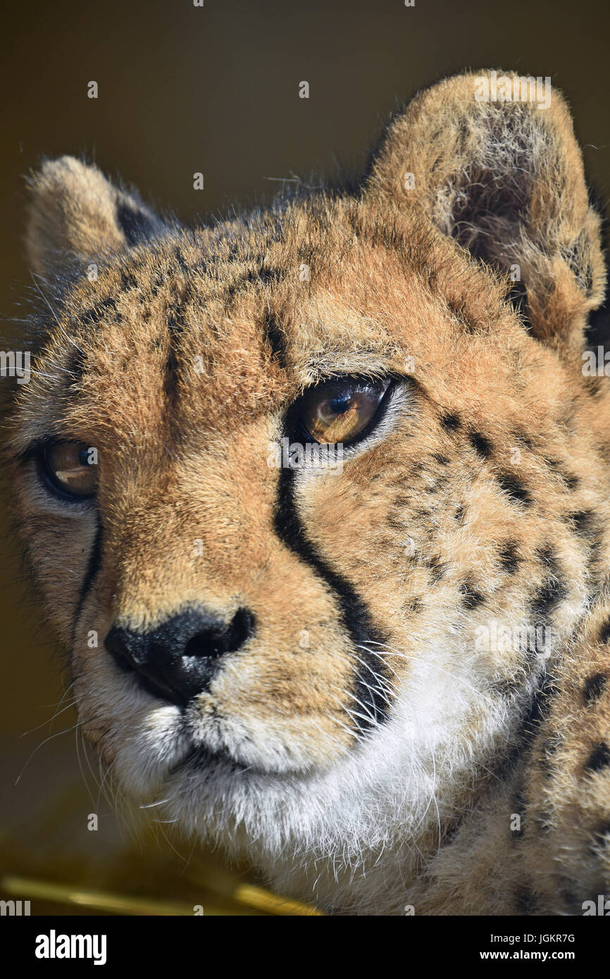 Cheetah face detail hi-res stock photography and images - Alamy