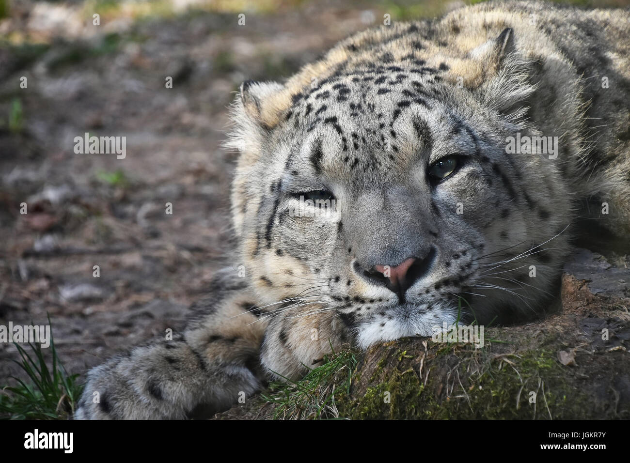 Snow leopard looking at camera hi-res stock photography and images - Alamy