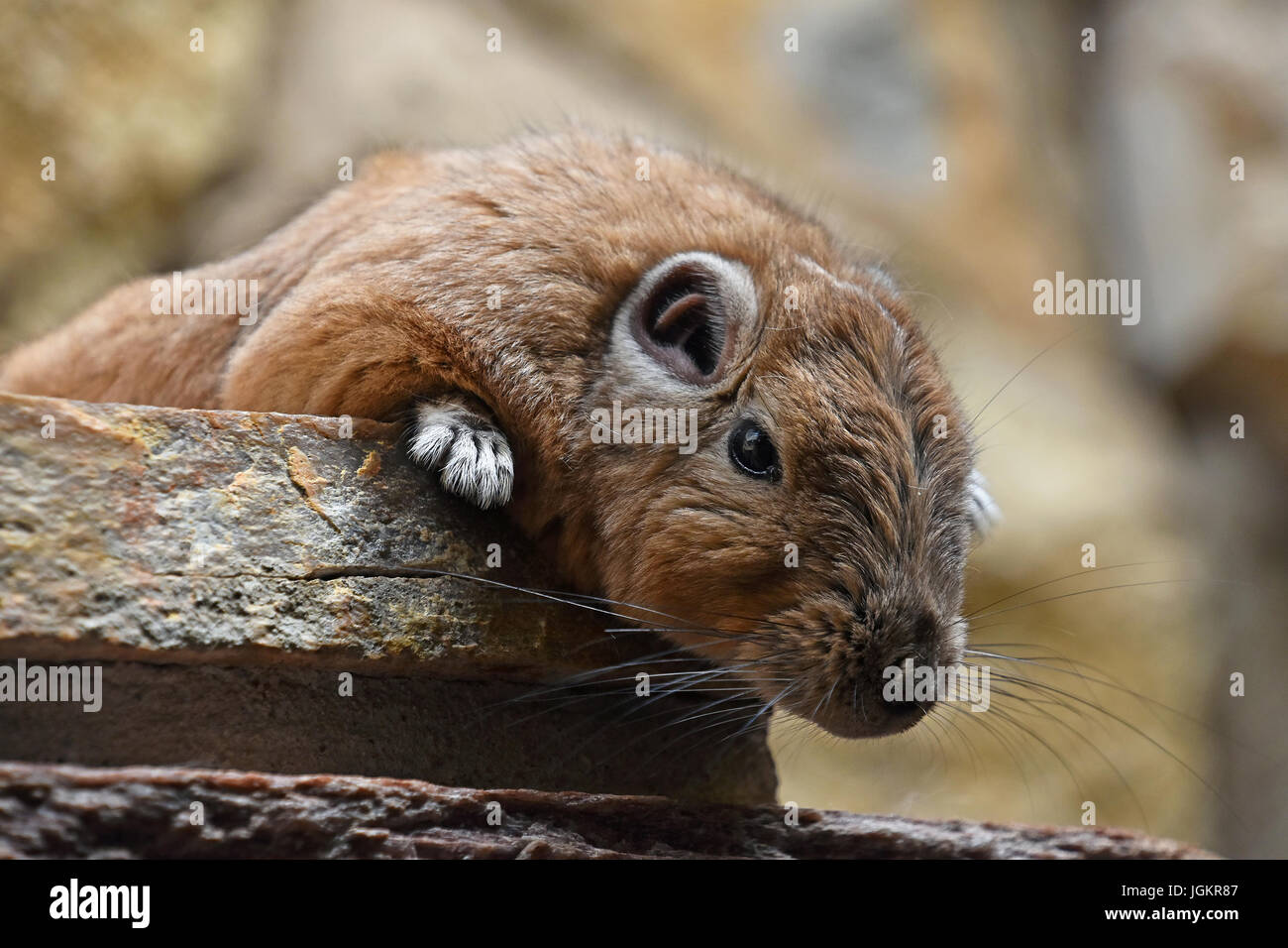 Close up portrait of Gundi comb rat, African rodent, laying down ...