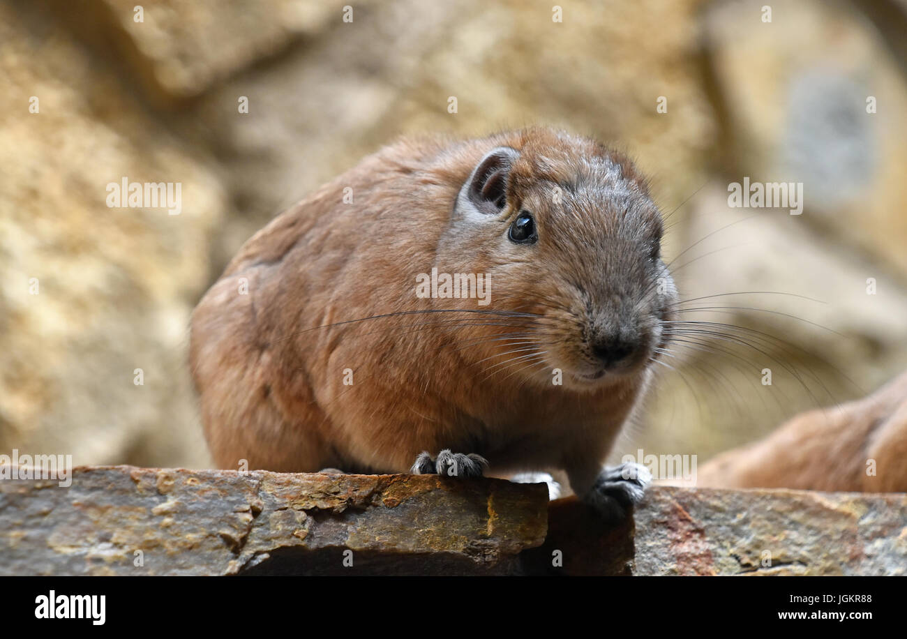 African rodent hi-res stock photography and images - Alamy