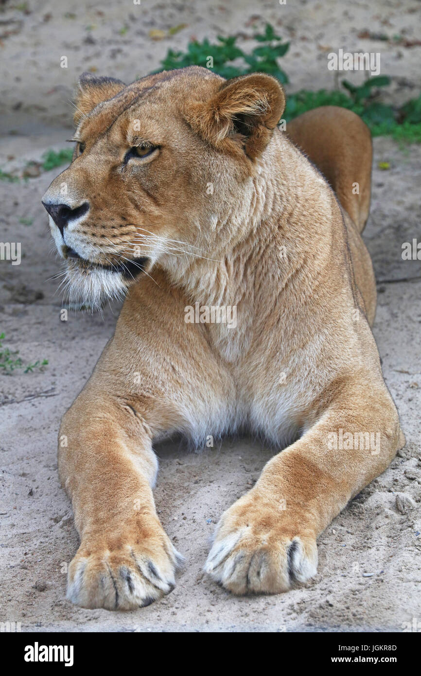 Close up side portrait of female African lioness Stock Photo - Alamy