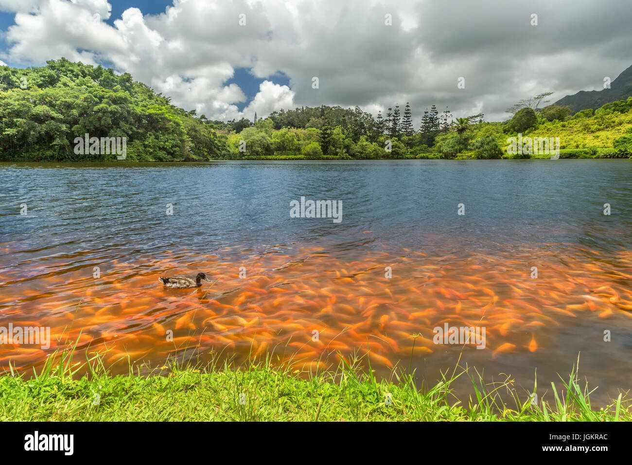 A crowd of koi fish along the shore of the lake at Hoomaluhia Botanical ...