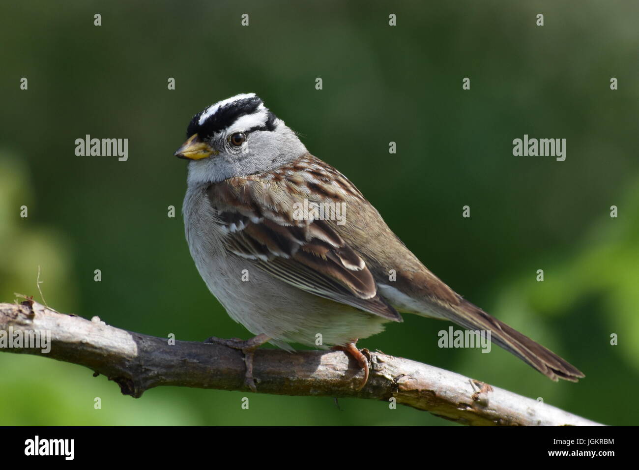 Song sparrow bird canada hi-res stock photography and images - Alamy
