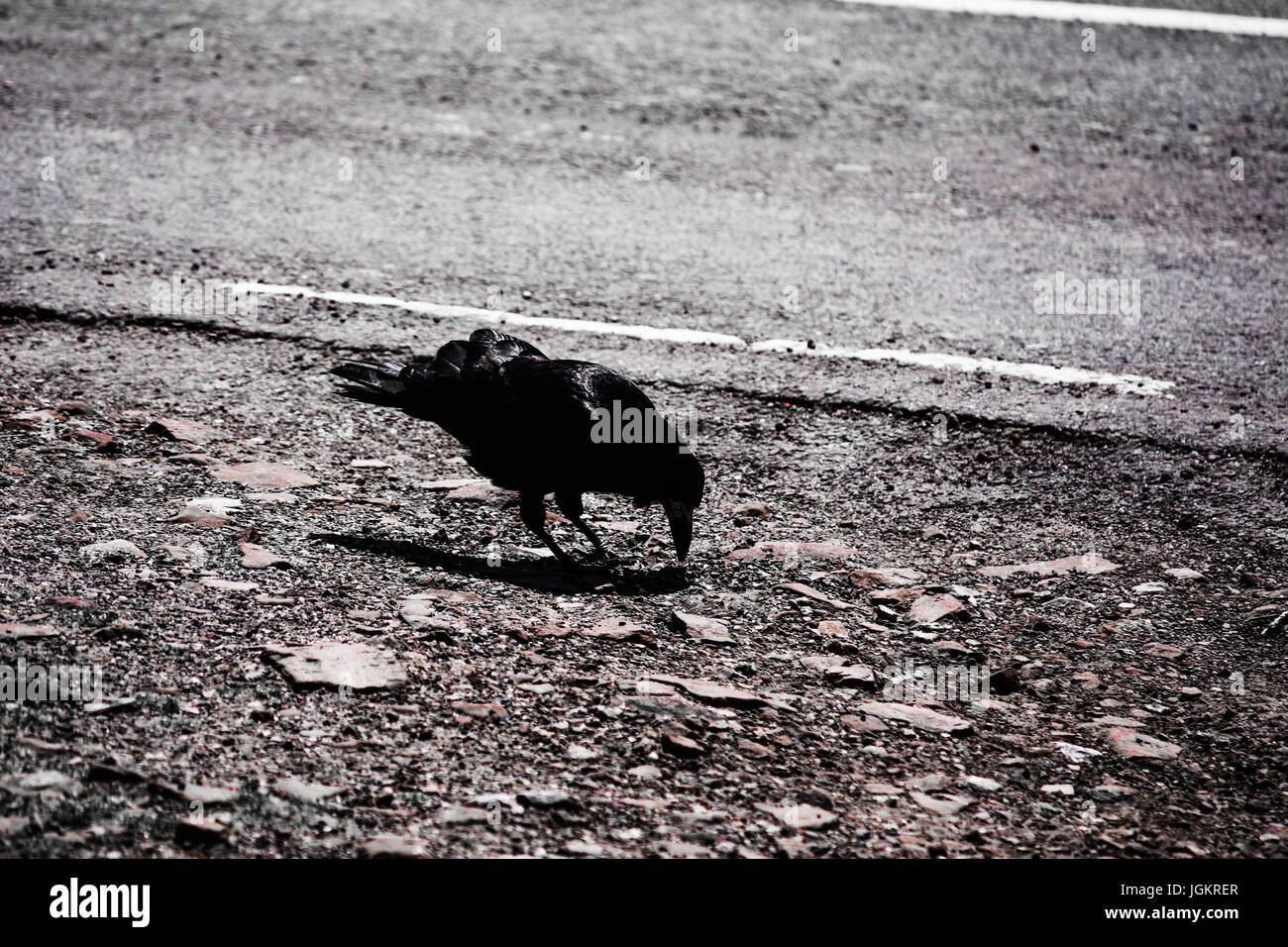 Black crow on the road Stock Photo - Alamy