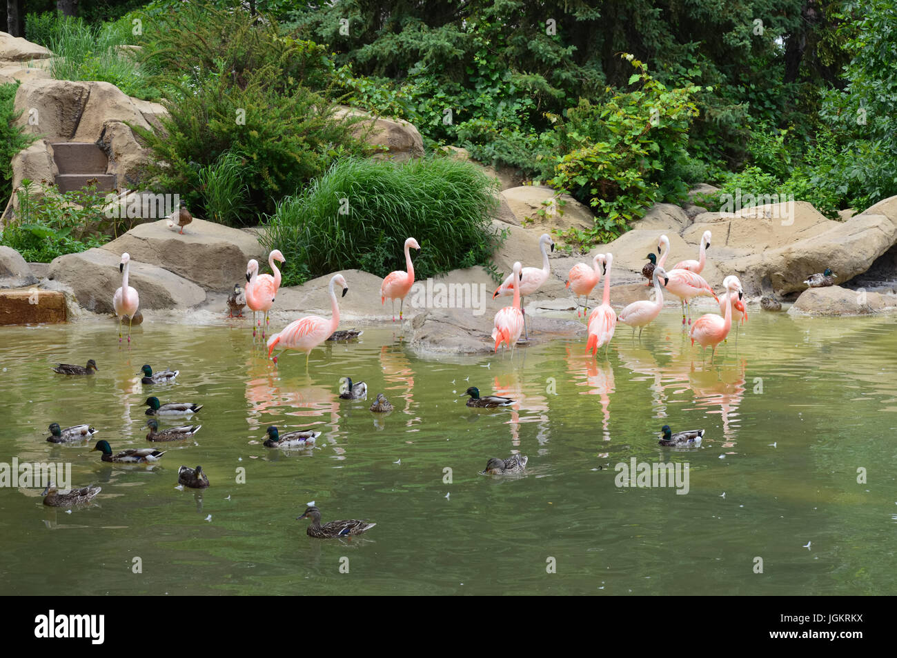 Standing flamingos hi-res stock photography and images - Alamy