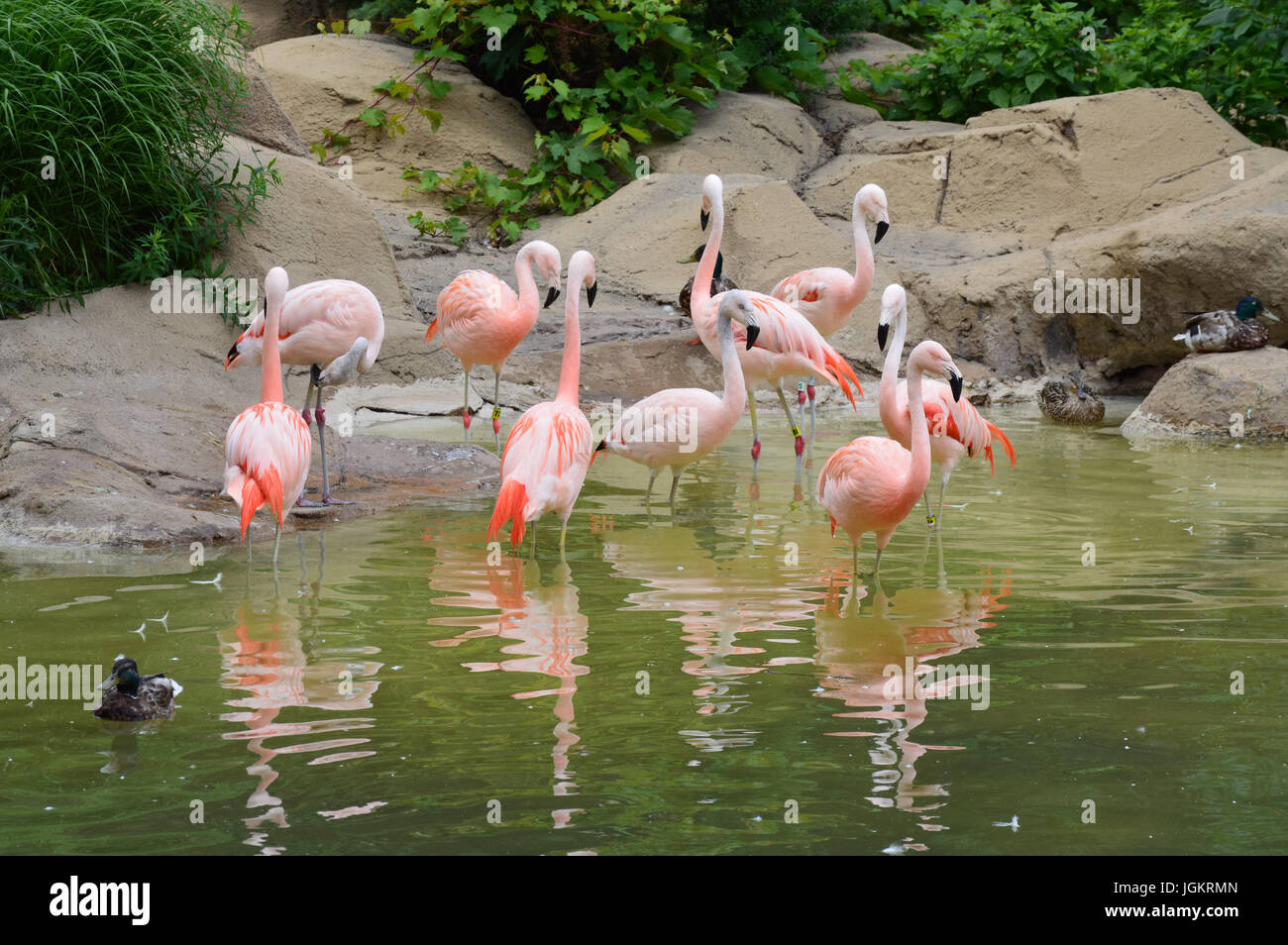 Flamingo bird water hi-res stock photography and images - Alamy