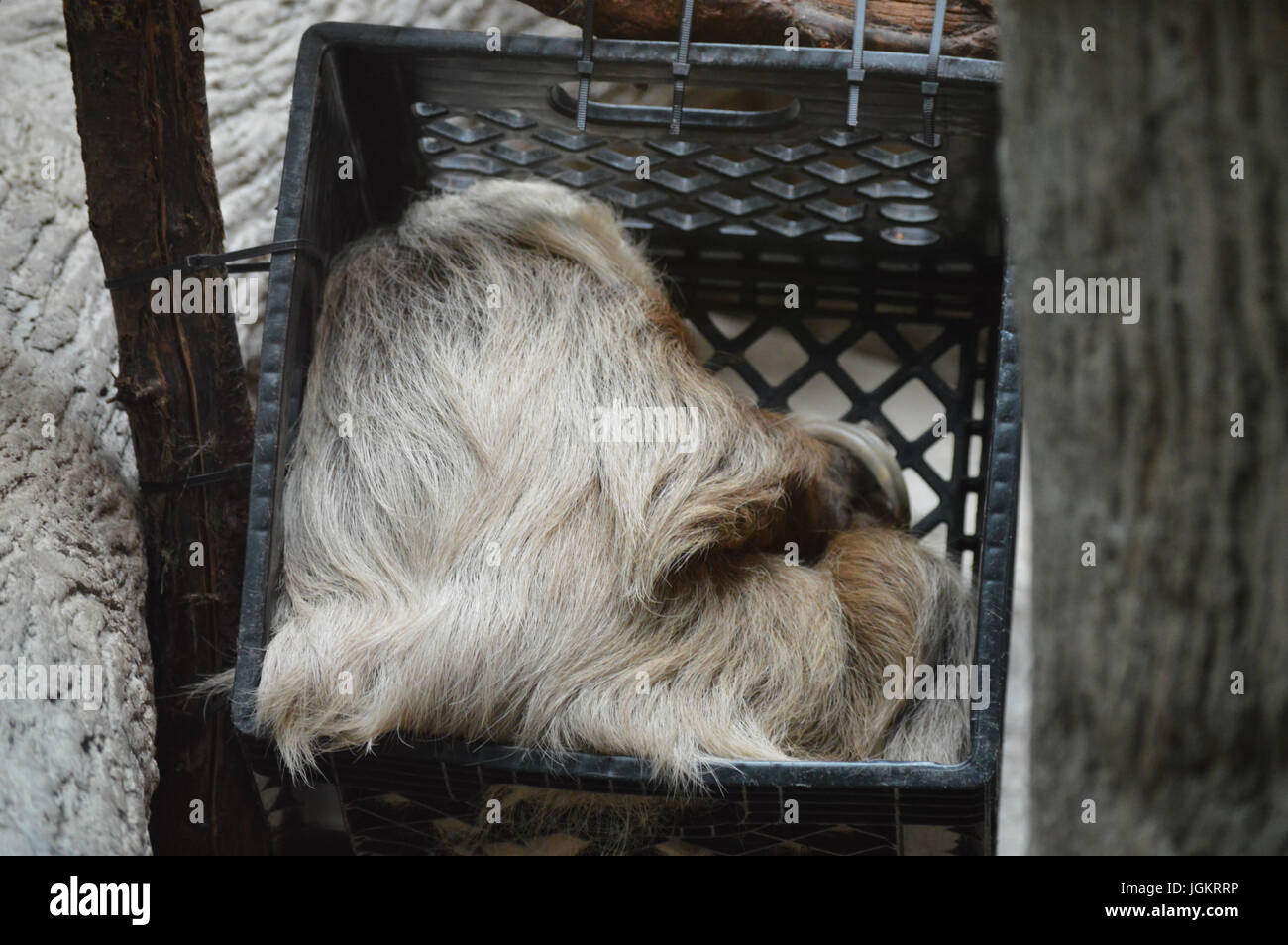 Sloth in a crate Stock Photo - Alamy