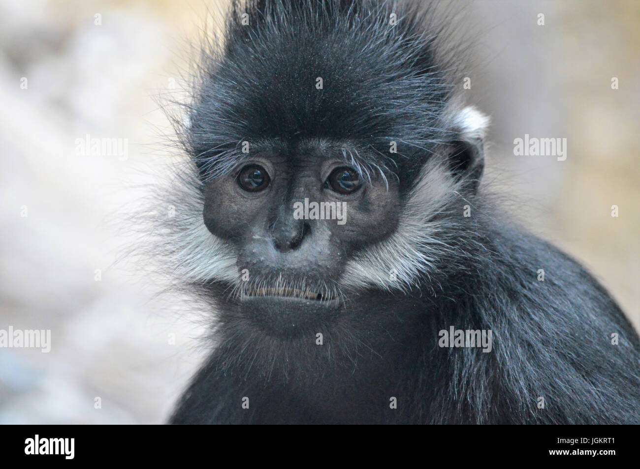 Francois Langur Monkey Stock Photo - Alamy