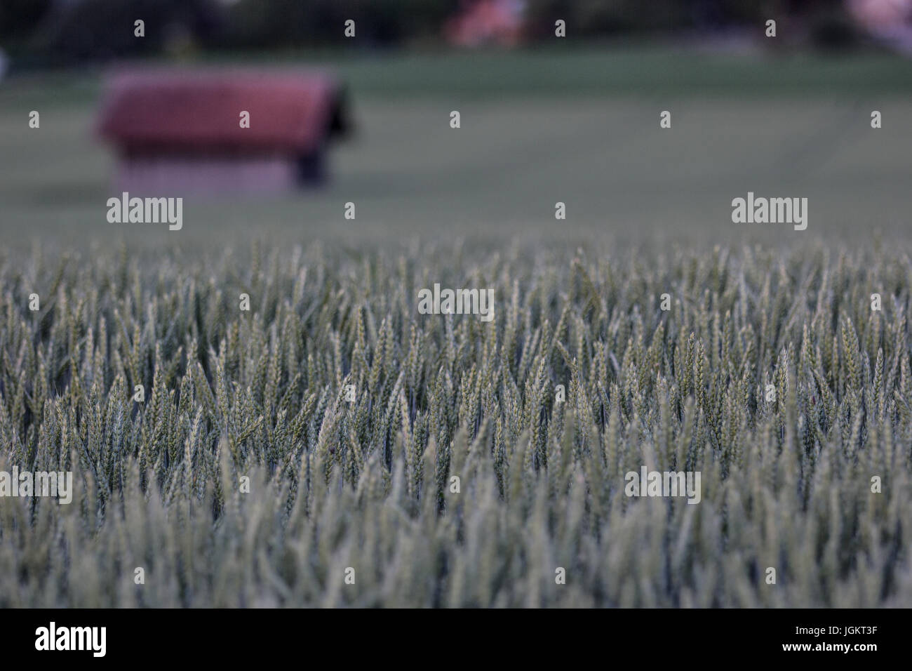 Small Swiss Barn in a Pasture Stock Photo - Alamy