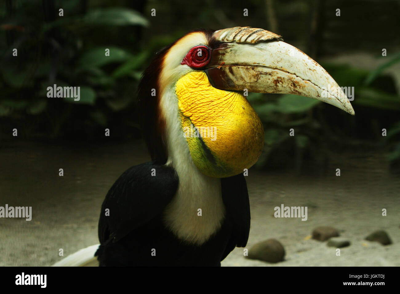 Magpie finch hi-res stock photography and images - Alamy