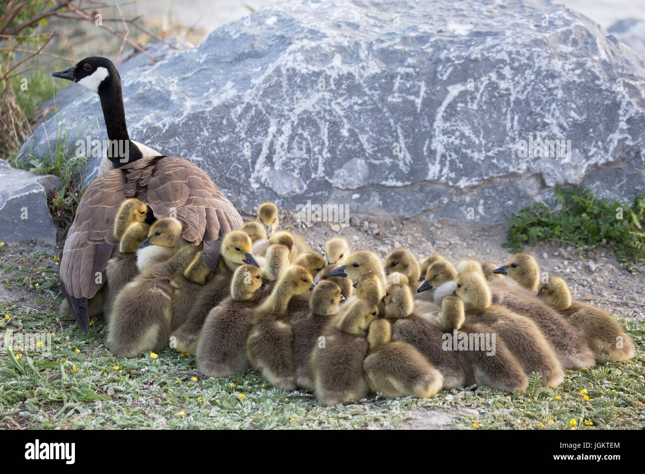 Juvenile Goose High Resolution Stock Photography and Images - Alamy