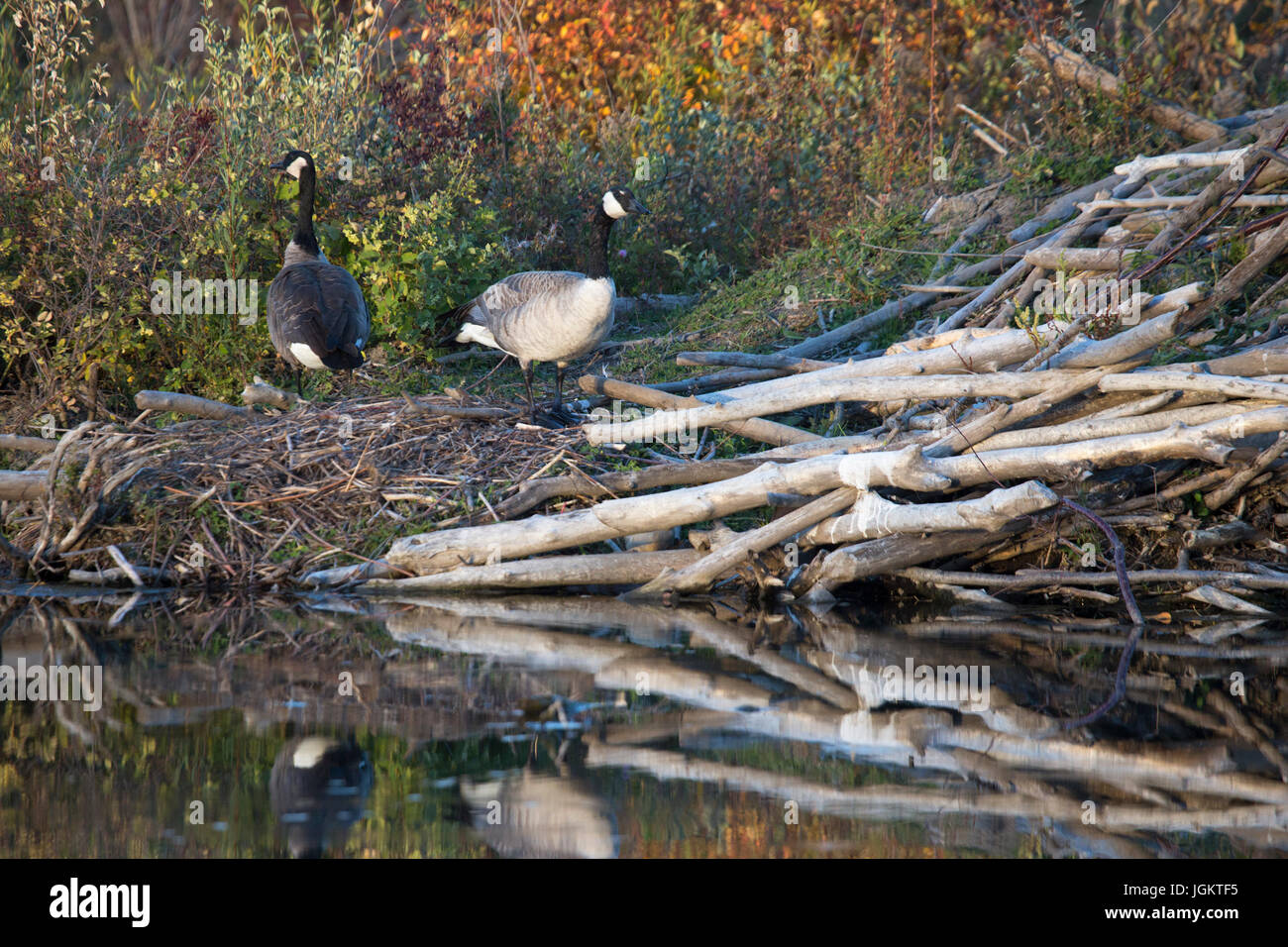 Beaver goose hi-res stock photography and images - Alamy