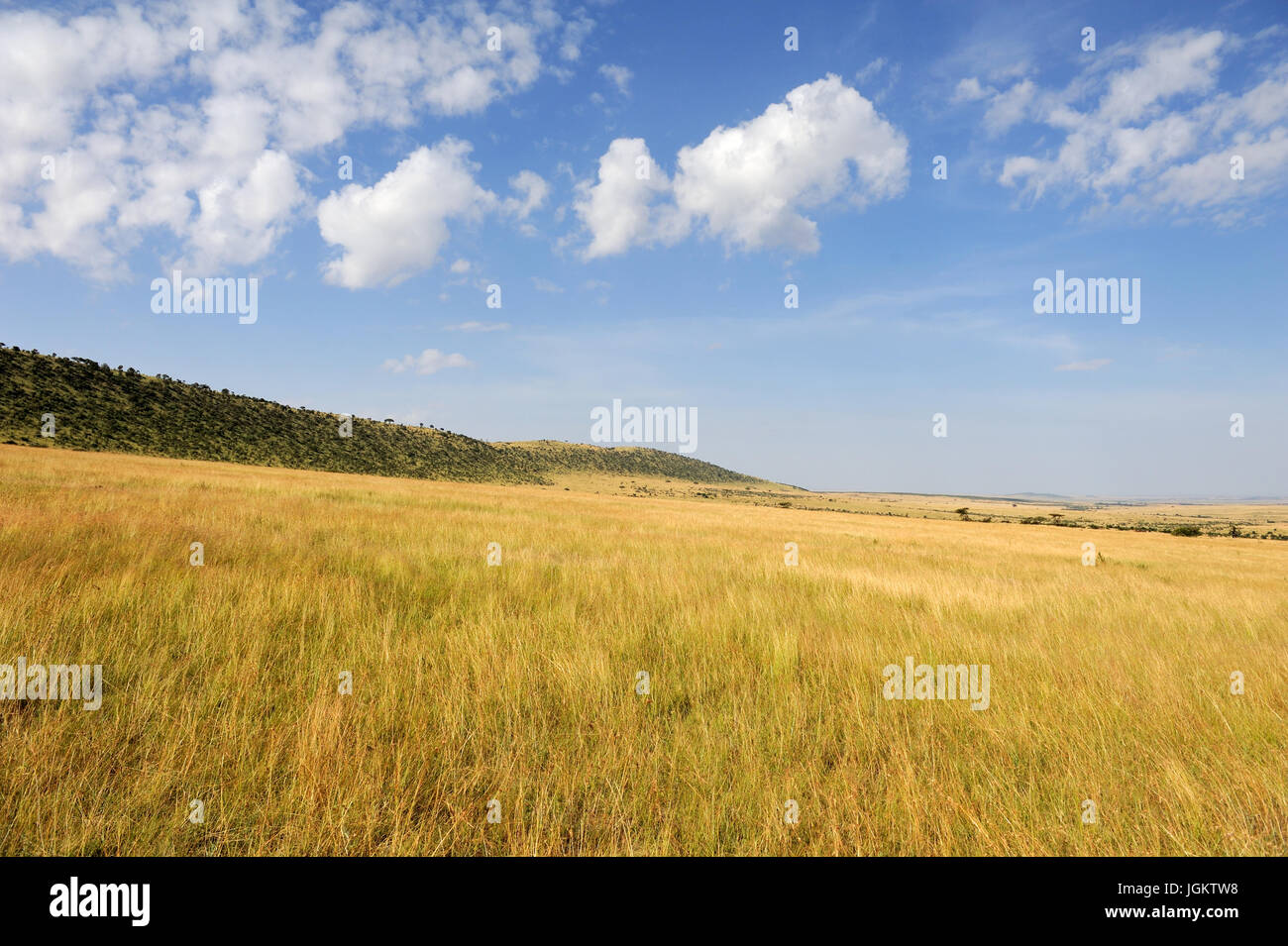 Savannah landscape in the National park in Kenya, Africa Stock Photo ...
