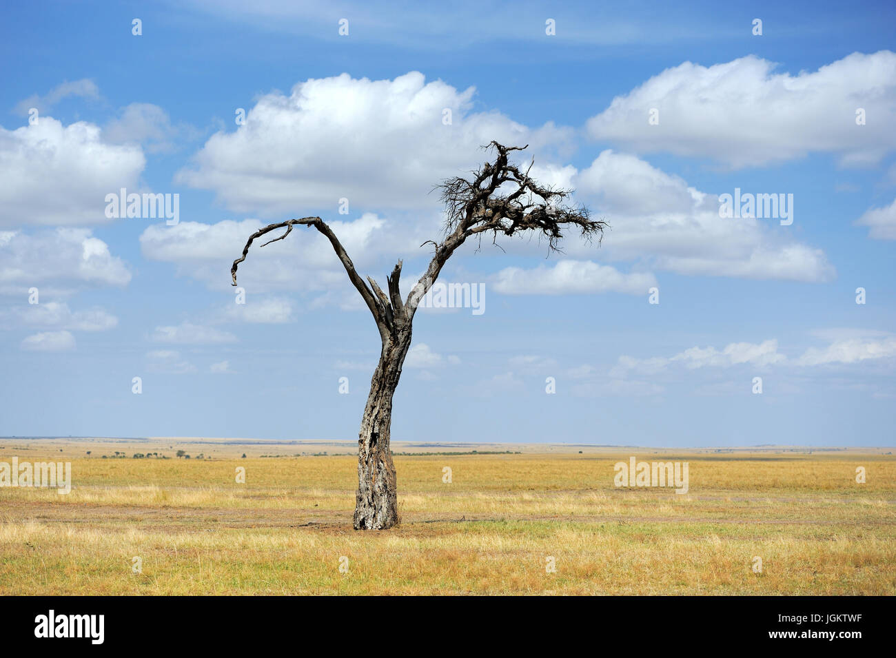 Landscape with nobody tree in National park of Africa Stock Photo - Alamy
