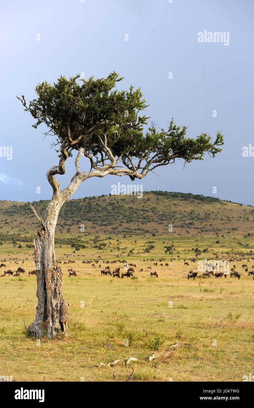 Beautiful landscape with tree in Africa Stock Photo - Alamy