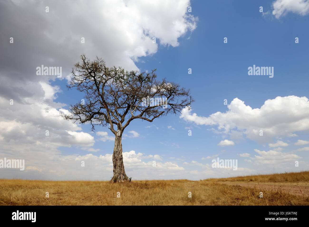 Beautiful landscape with tree in National park of Kenya, Africa Stock ...
